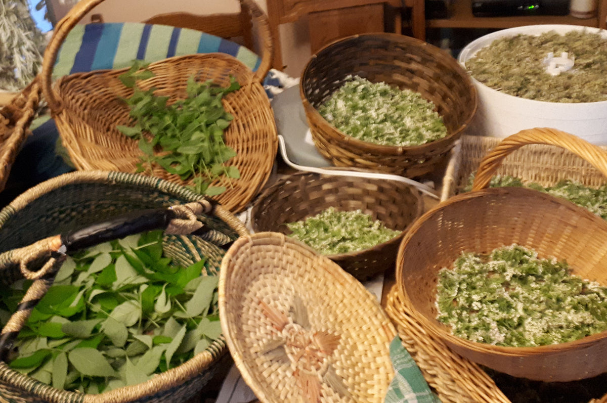 BOTANICALS: Semah, Sages, Sweetgrass, Osha & more + Bear Grease, Soaps ...