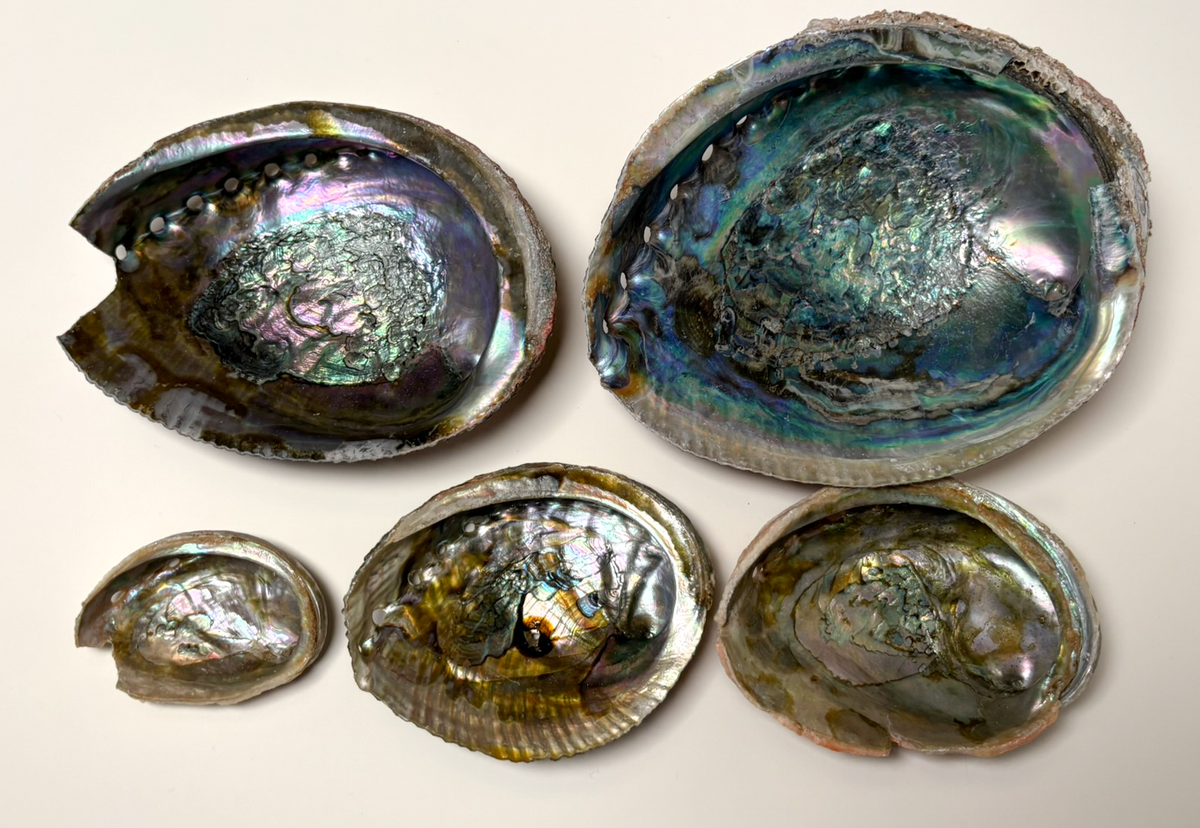 Abalone Shell - B GRADE (1 pc) – Turtle Lodge Trading Post Inc
