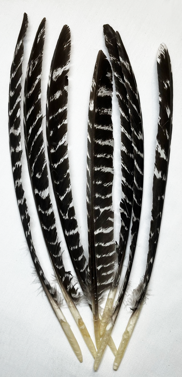 Feathers - Turkey Wing Pointer (1 pc) – Turtle Lodge Trading Post Inc