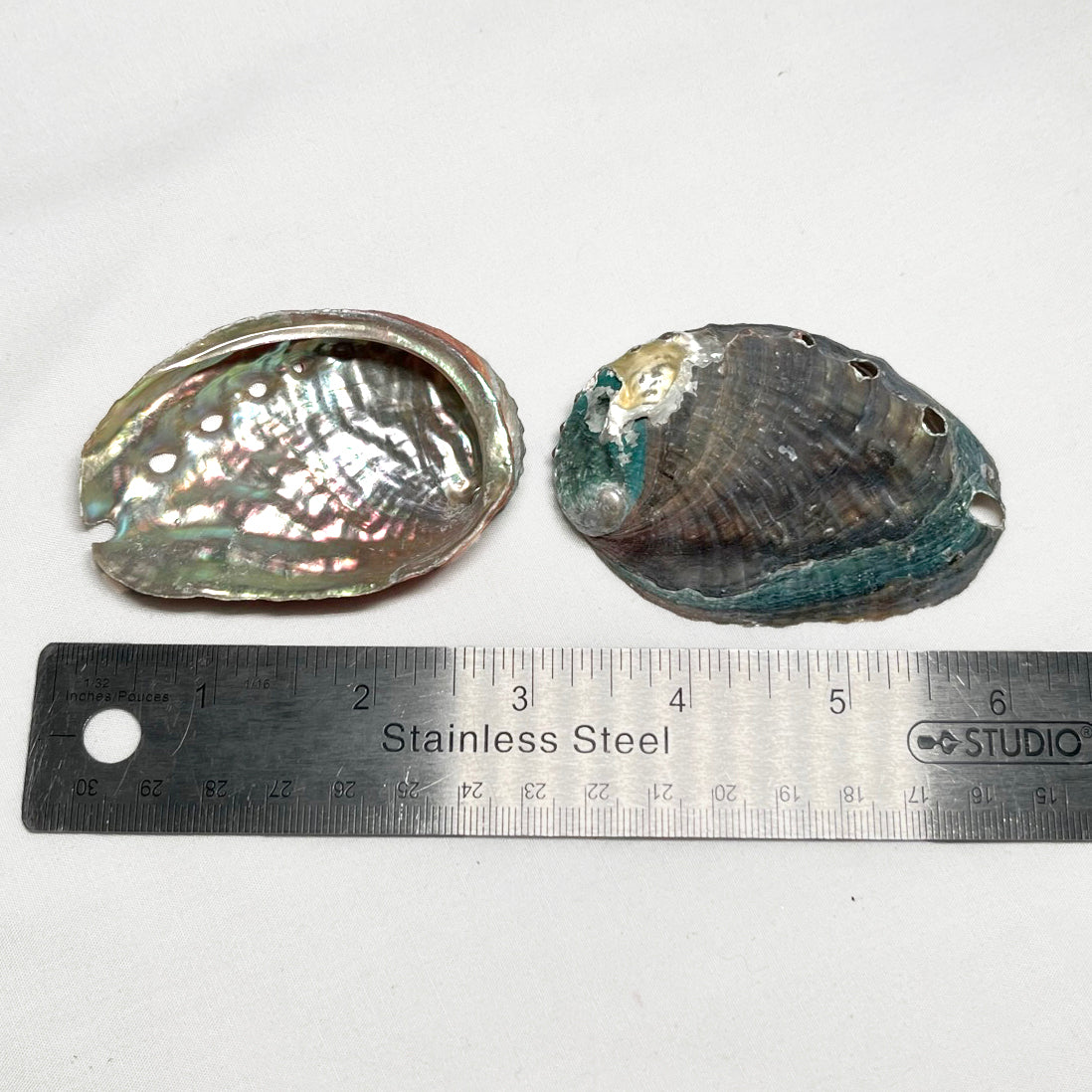 Abalone Shell (Blue/Green) (1 pc) – Turtle Lodge Trading Post Inc