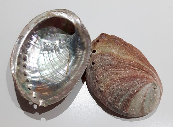 Abalone Shell (Red) (1 pc) – Turtle Lodge Trading Post Inc
