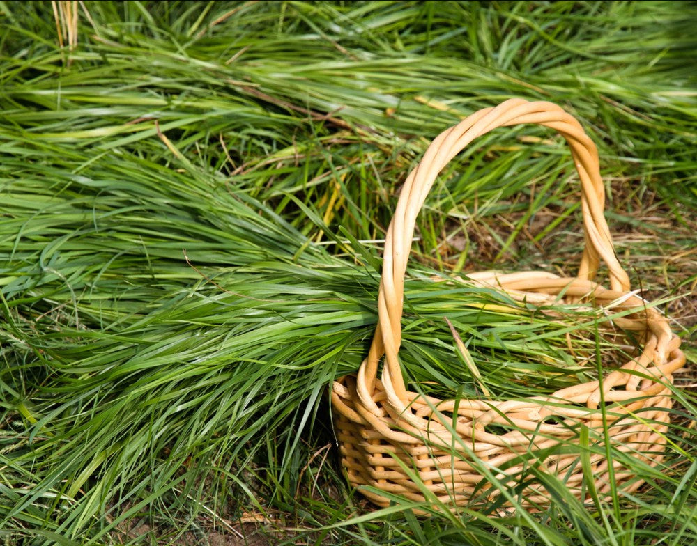 Sweetgrass DRIED LOOSE (Hierochloe ordorata) - Grade "A" – Turtle Lodge ...